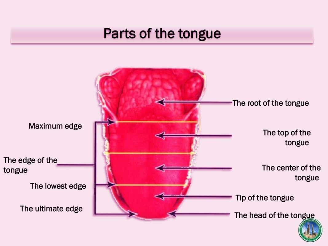 Organs of Speech & Arabic Sounds | Al Azhar Quran Teaching